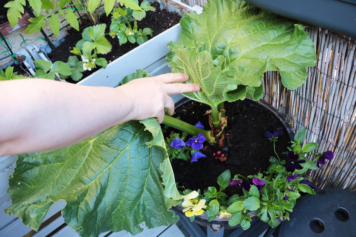 Linda odlar allt möjligt på balkongen - Heimstaden